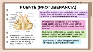 neuroanatomia y fisiologia del tronco encefalico | PPTX