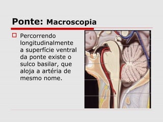 Tronco Encefálico - Macroscopia - Neuroanatomia FAMECA | PPT
