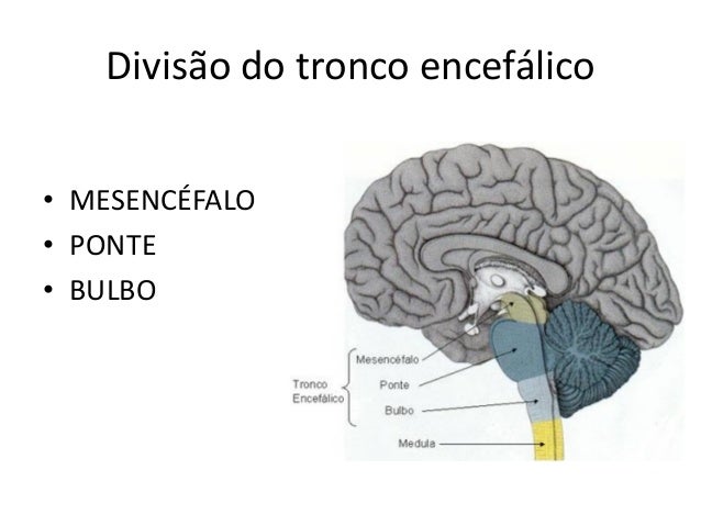 Tronco encefálico neurofisio (1)