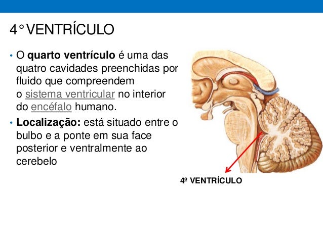 Tronco encefálico - SNC