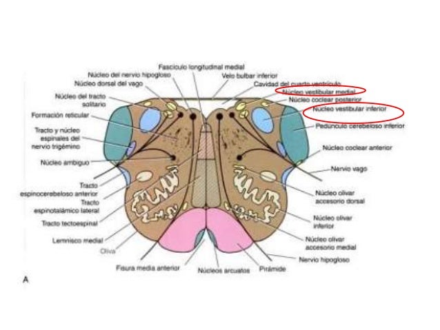 Tronco encefálico bulbo raquídeo