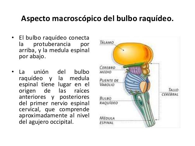 Tronco encefálico bulbo raquídeo