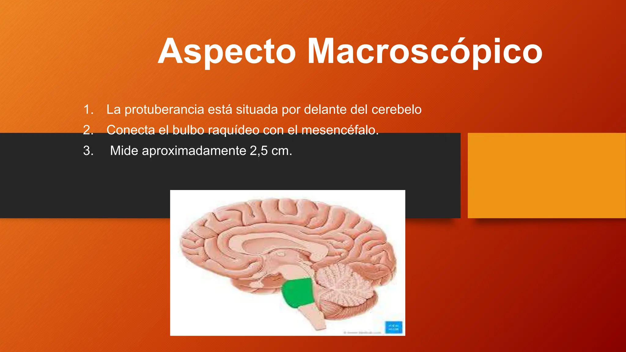 Neuroanatomia Tronco Encefálico Clase Pptx