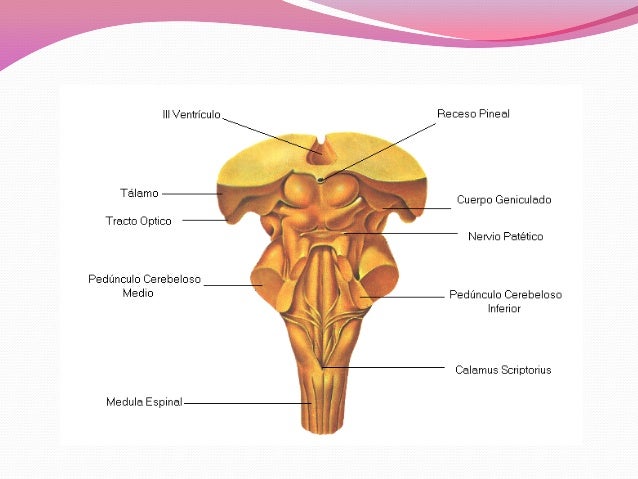 Tronco encefálico expo..