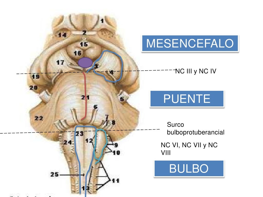Tronco encéfalico