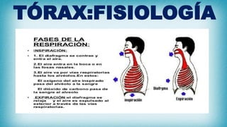 TRONCO, TORAX, COLUMINA VERTEBRAL (1).pptx