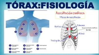 TRONCO, TORAX, COLUMINA VERTEBRAL (1).pptx