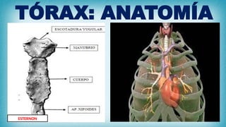 TRONCO, TORAX, COLUMINA VERTEBRAL (1).pptx