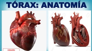 TRONCO, TORAX, COLUMINA VERTEBRAL (1).pptx