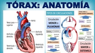 TRONCO, TORAX, COLUMINA VERTEBRAL (1).pptx