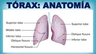 TRONCO, TORAX, COLUMINA VERTEBRAL (1).pptx