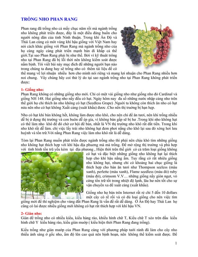 Trồng Nho Phan Rang | PDF