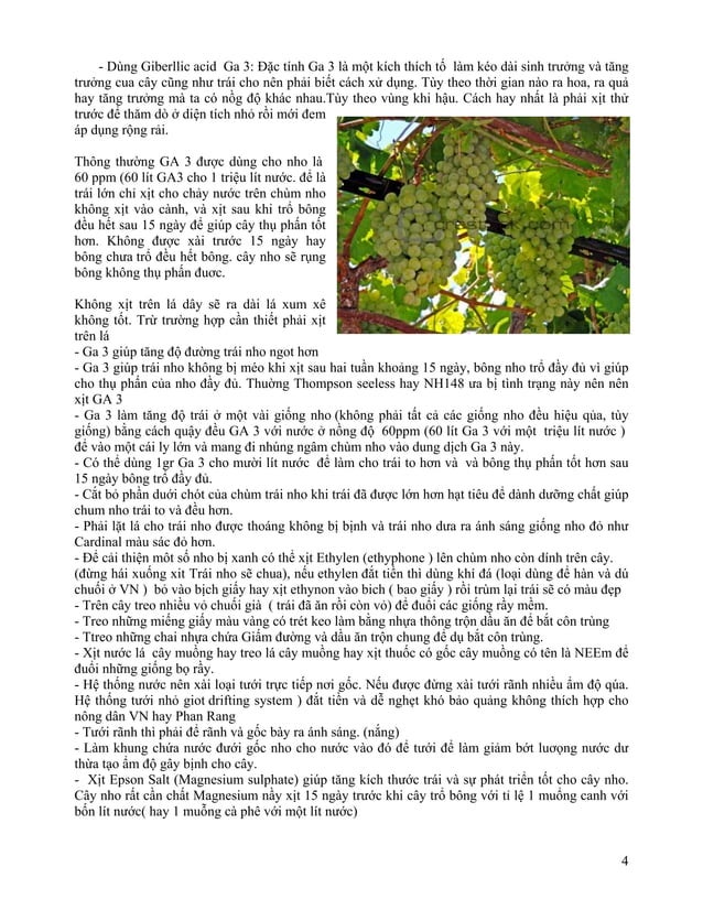 Trồng Nho Phan Rang | PDF