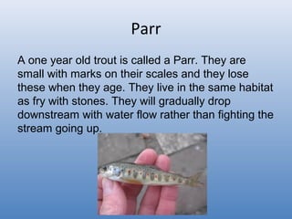 Troot cycle | PPT