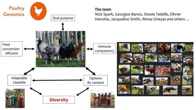 Centre for Tropical Livestock Genetics and Health (CTLGH) | PPT
