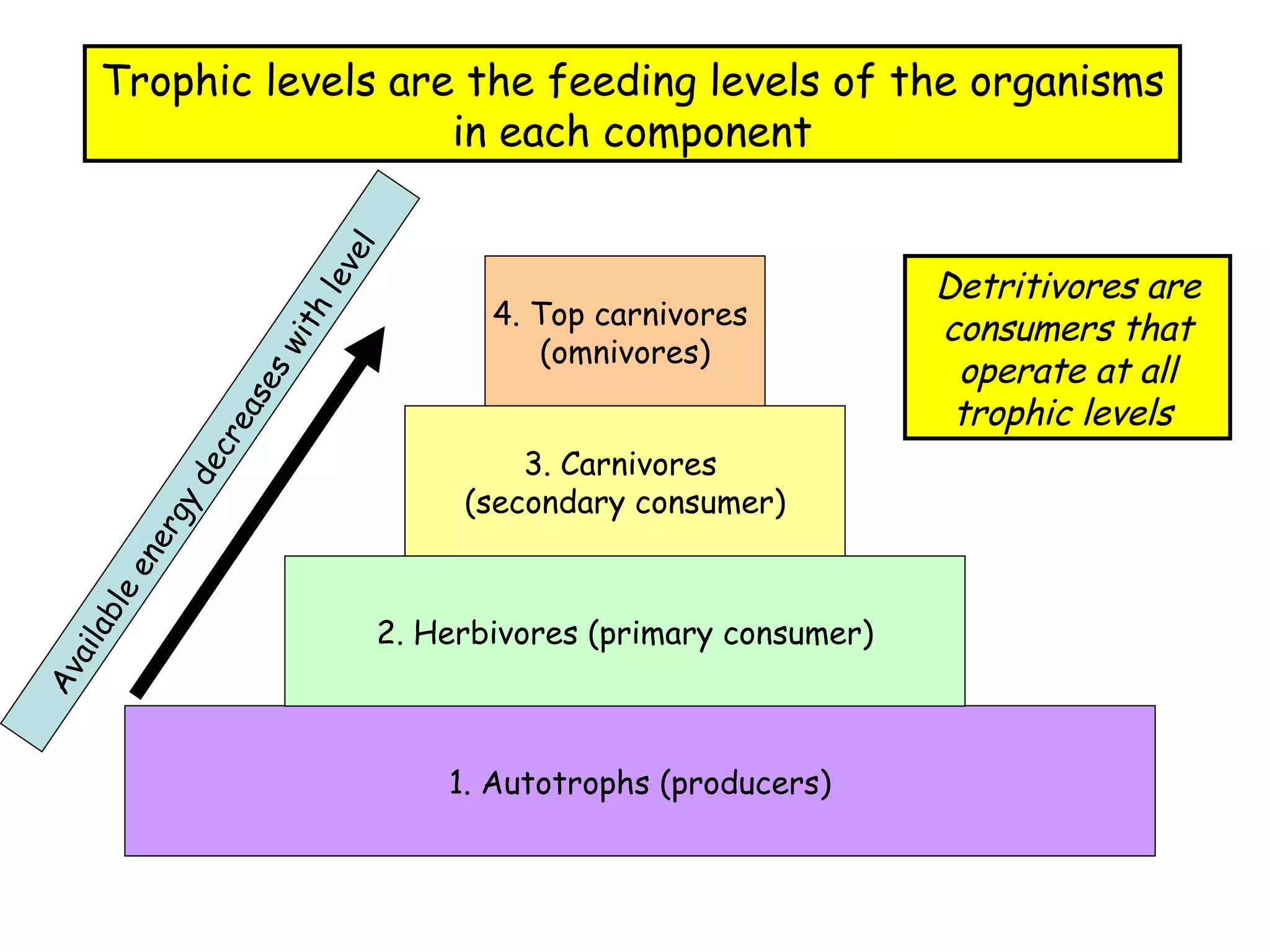 Trophic Pyramids | PPT