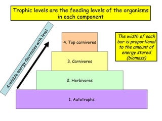 Trophic Pyramids | PPT