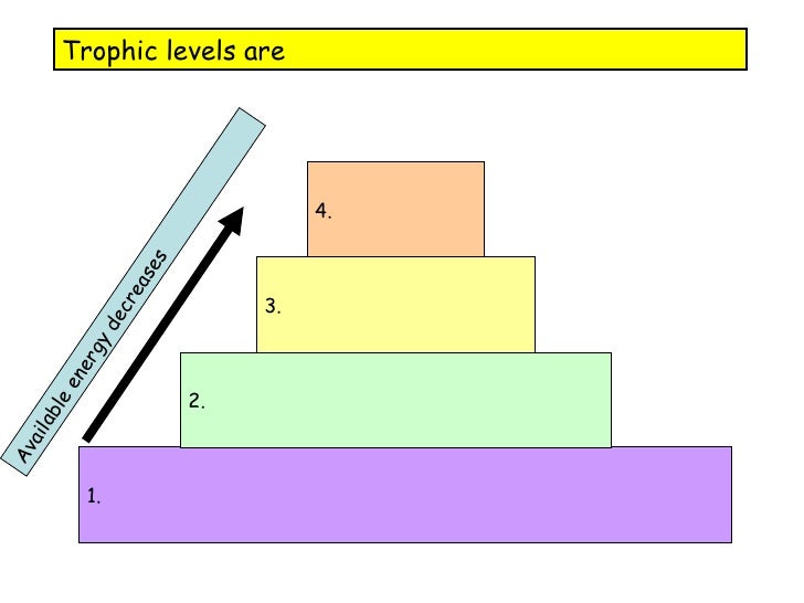 Trophic Pyramids