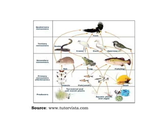 TROPHIC DYNAMICS, FOOD CHAIN AND FOOD WEB-1.pptx
