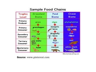 TROPHIC DYNAMICS, FOOD CHAIN AND FOOD WEB-1.pptx
