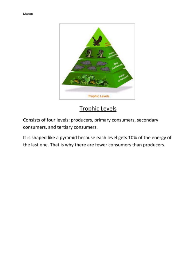 Trophic Levels | DOCX | Biological Sciences | Science
