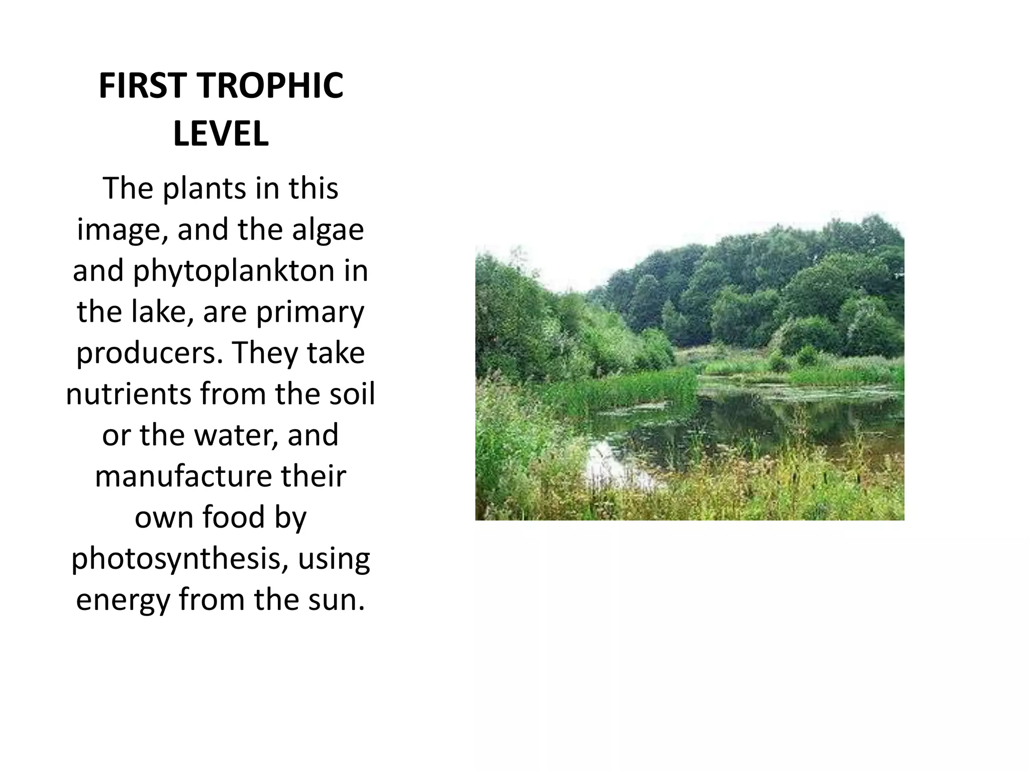 Trophic Levels | PPTX