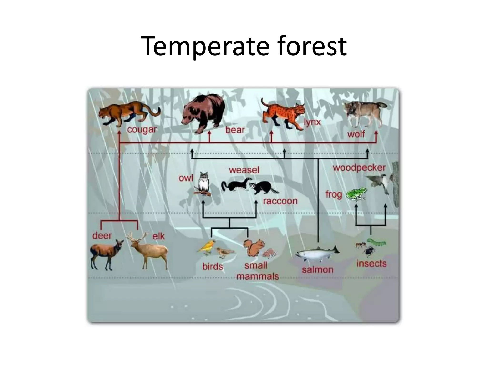 Trophic Levels | PPTX