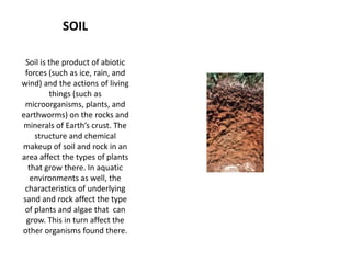 Trophic Levels | PPTX