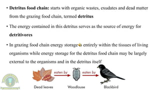 Trophic levels and energy variation with increasing trophic levels.food ...