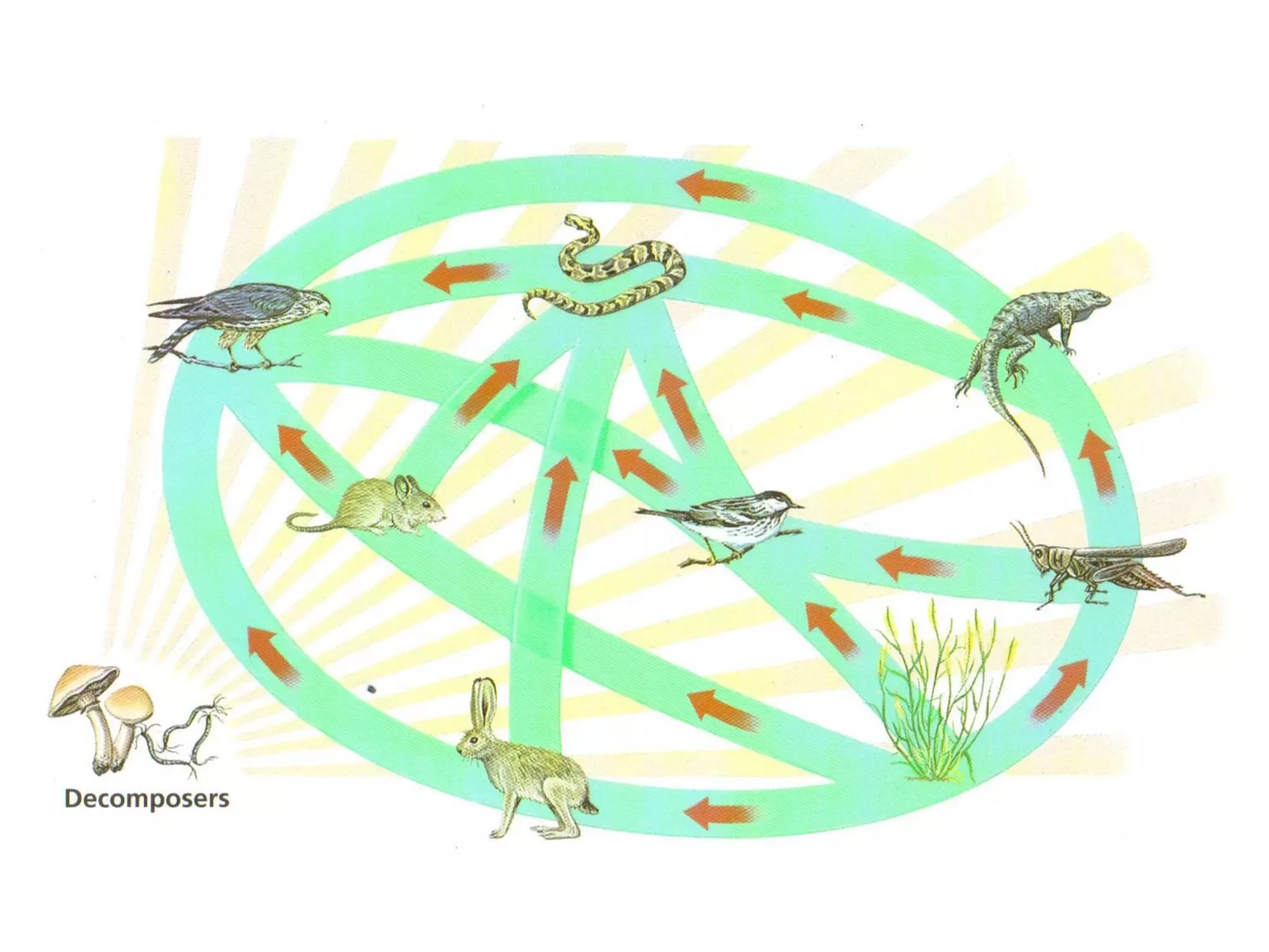 Trophic levels energy and pyramids | PPT