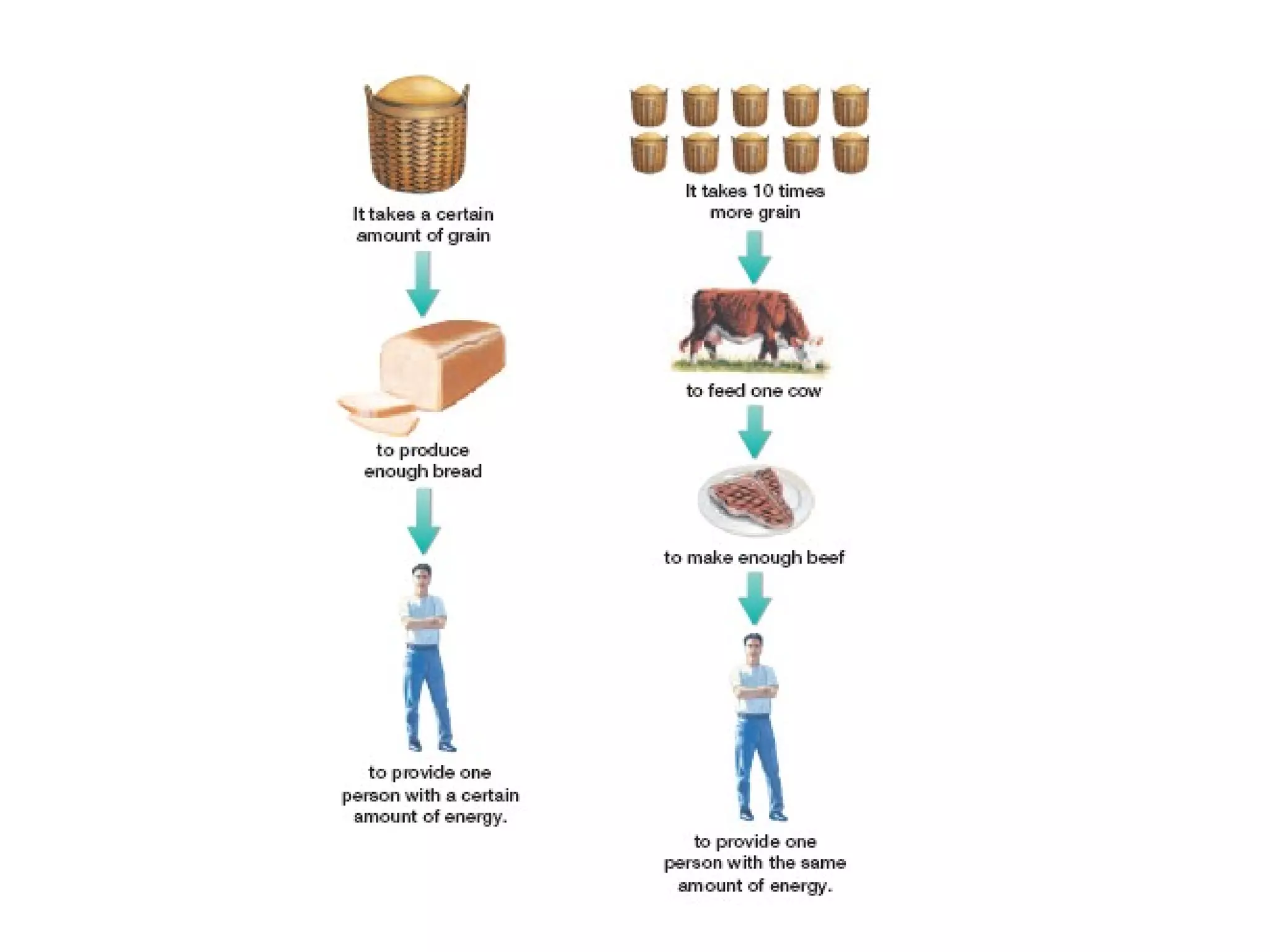 Trophic levels energy and pyramids | PPT