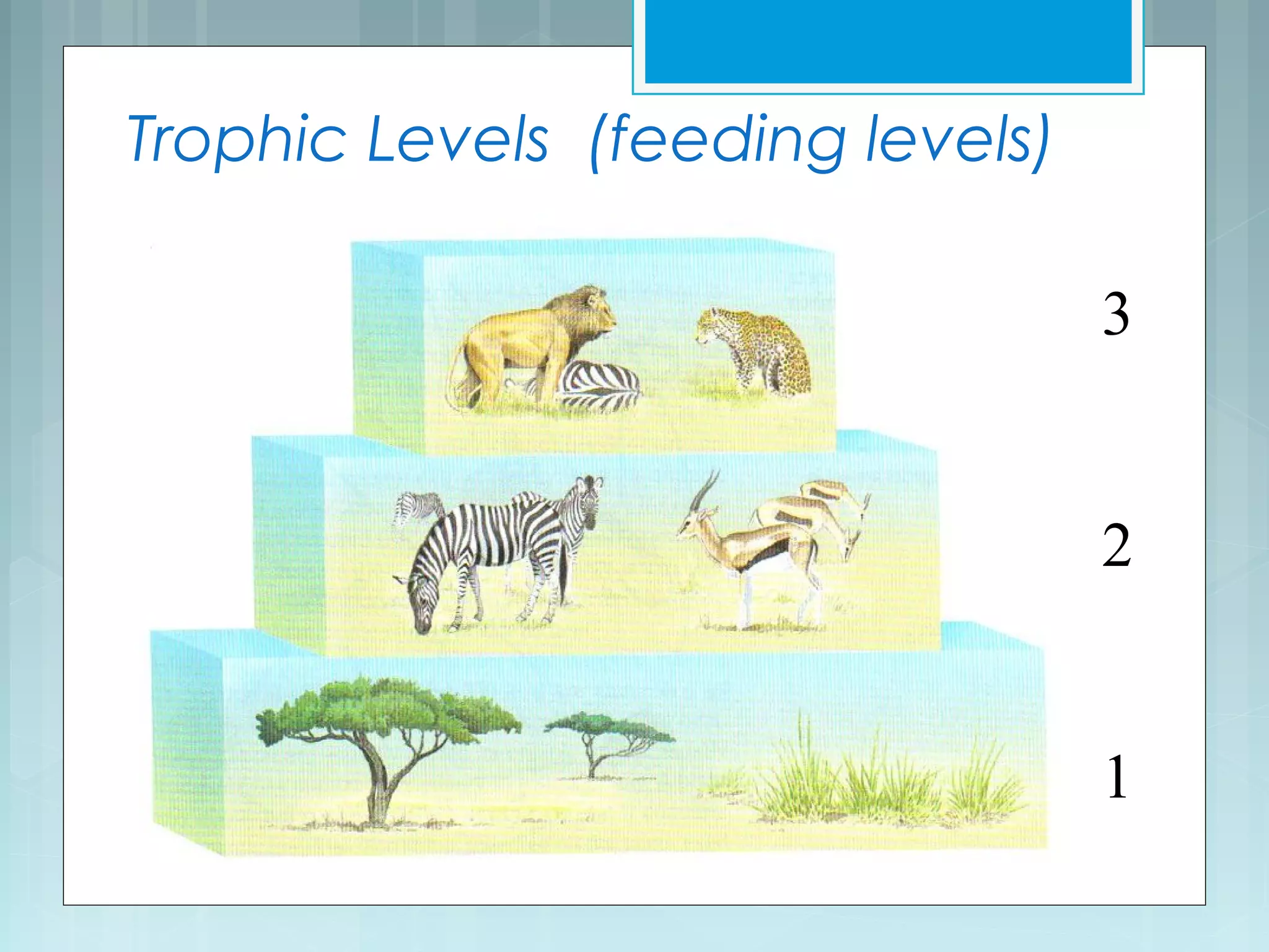 Trophic levels energy and pyramids | PPT