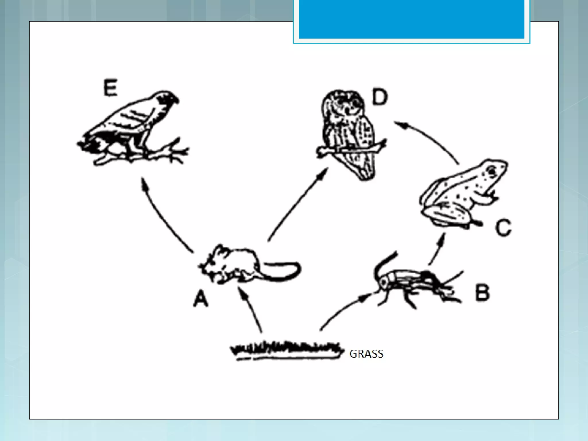 Trophic levels energy and pyramids | PPT