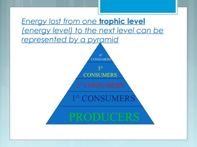 Trophic levels energy and pyramids | PPT