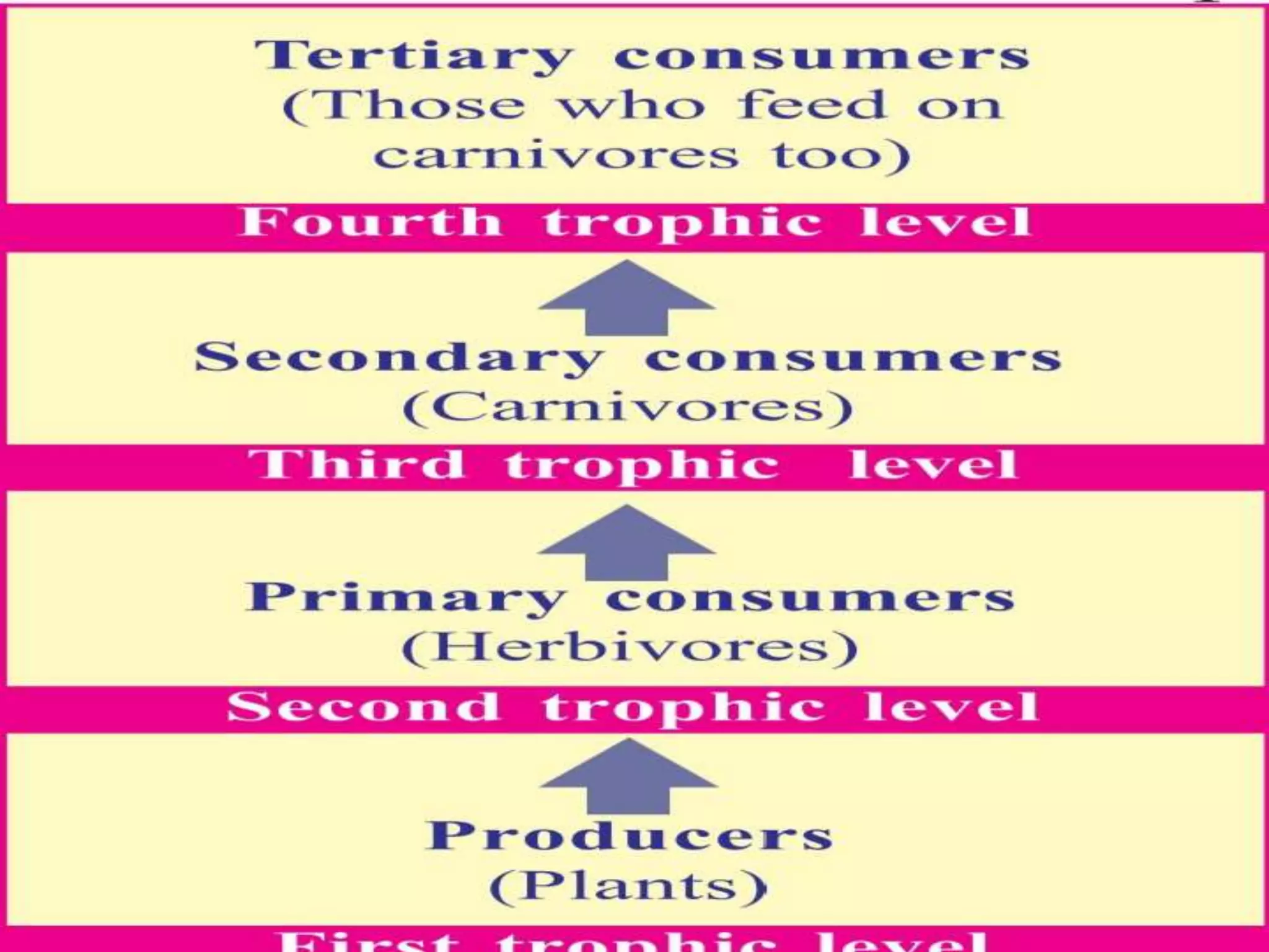 Trophic levels std 8 lp2 | PPTX