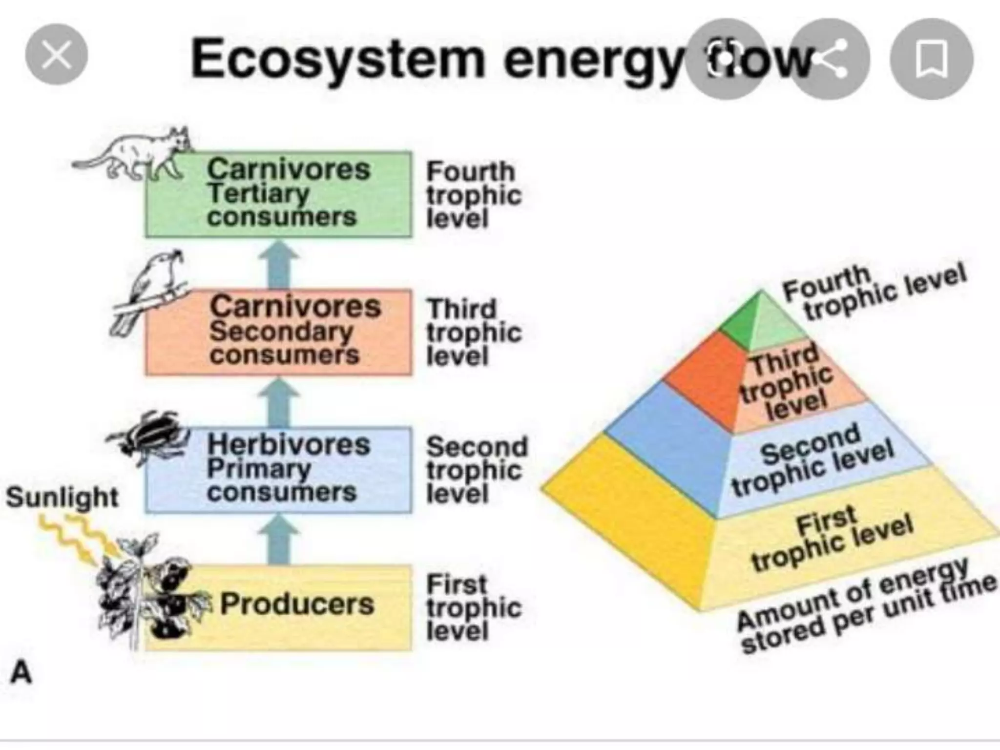 Trophic levels std 8 lp2 | PPTX