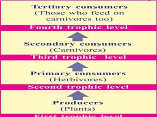 Trophic levels std 8 lp2 | PPTX
