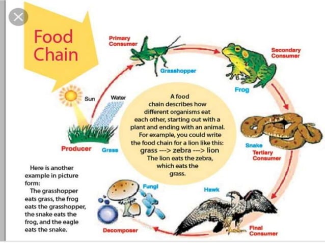 Trophic levels std 8 lp2 | PPTX