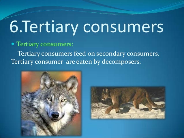 Tertiary Consumers Examples