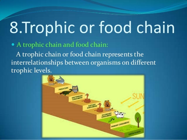 Trophic Relationships by Adrián de 5º B