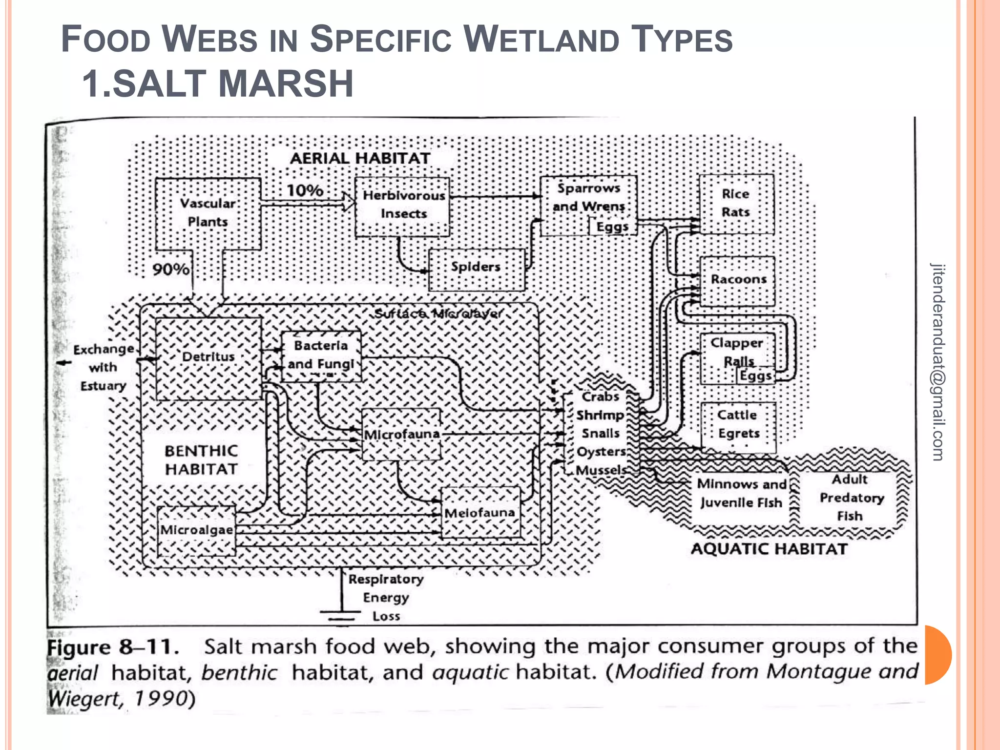 Trophic relationships in wetland ecosystem | PPTX