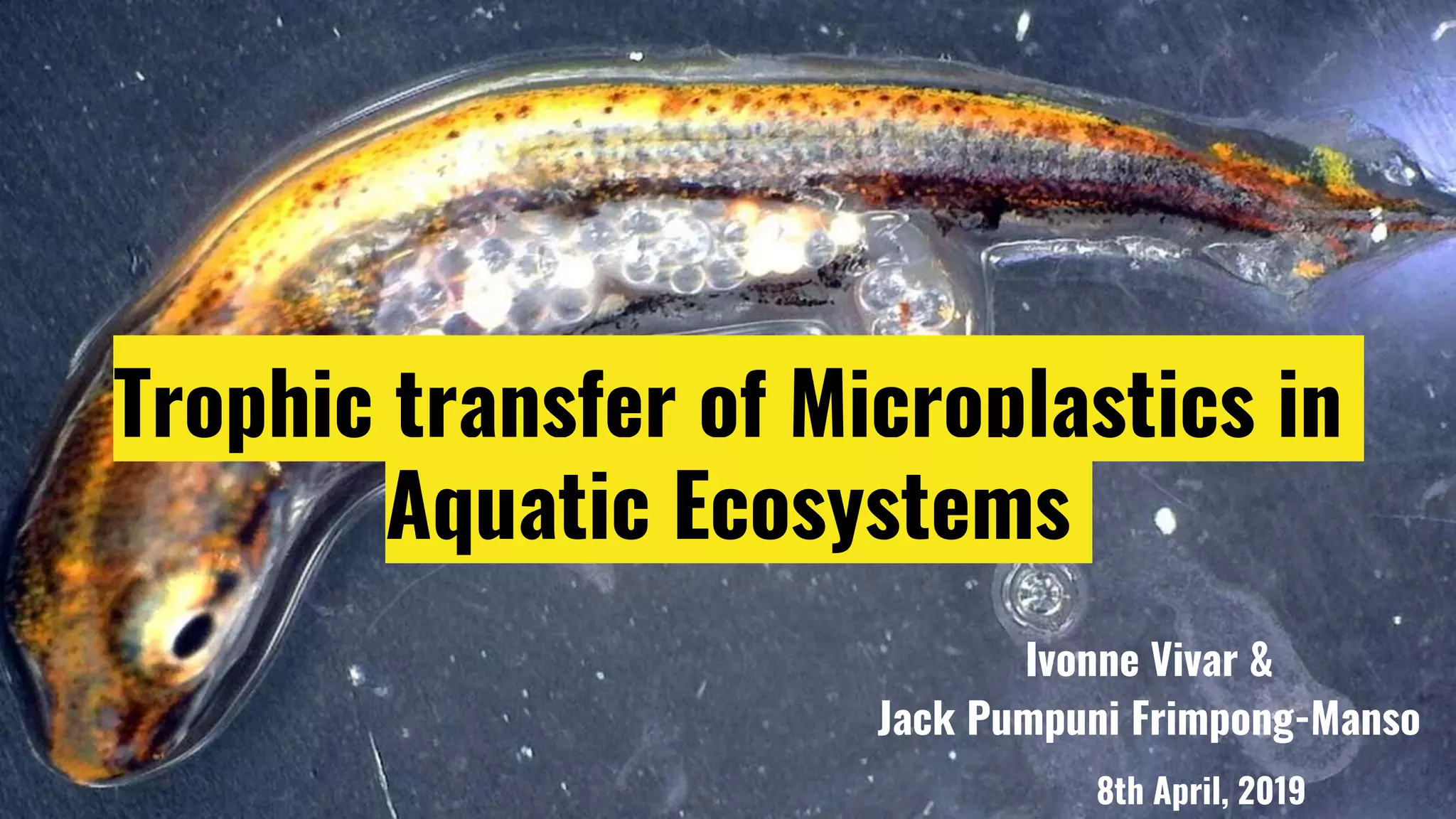 Trophic transfer of microplastics | PPTX | Fish and Aquariums | Pets
