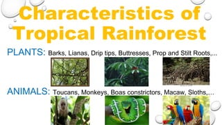Tropical. Elianne, Lorena, Mª Asun, Mauro | PPT | Geography | Science