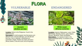 tropical-amazon-rainforest-MAYCEL.pptx