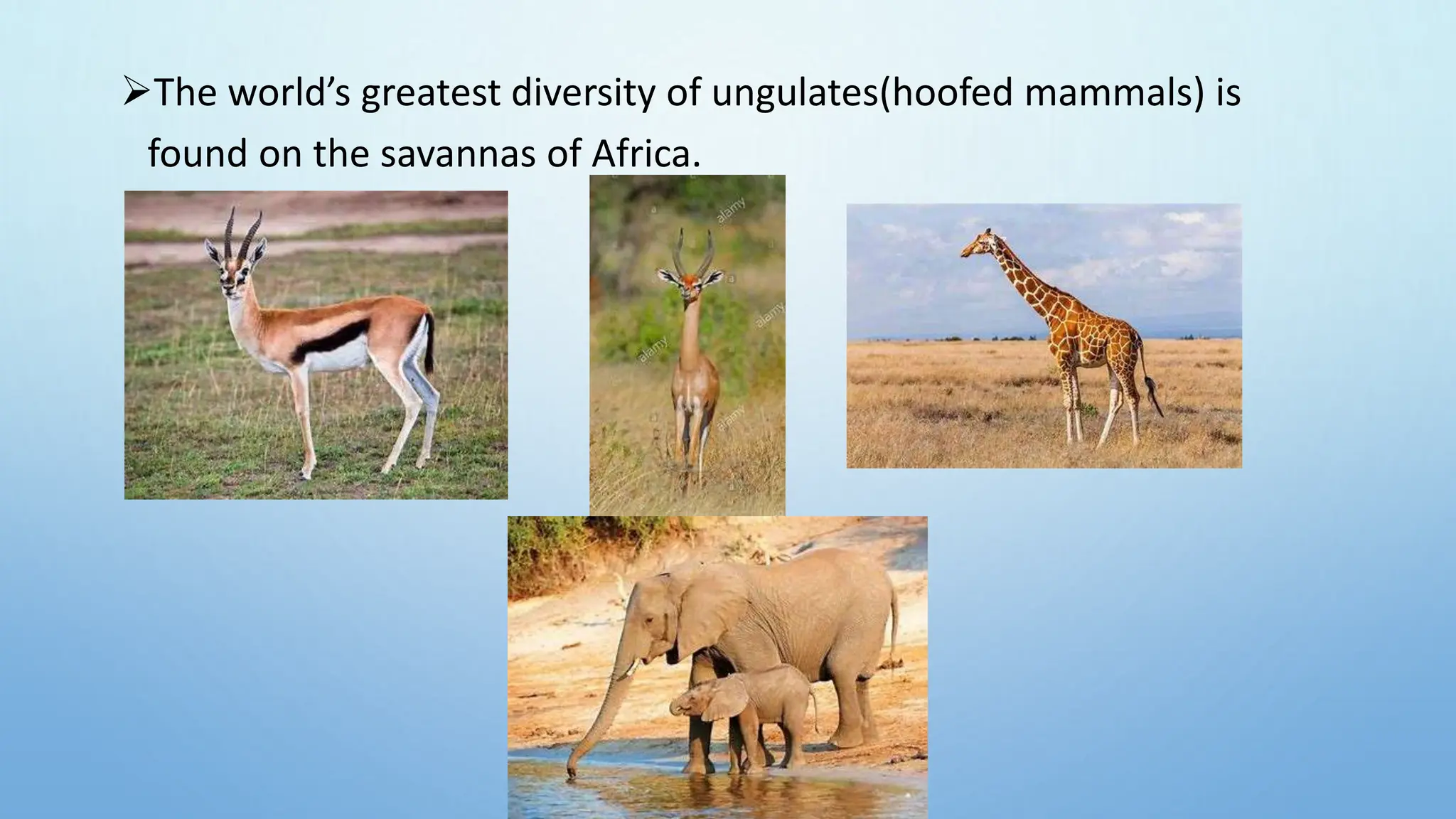 Tropical-Grasslands people and ecosystem | PPTX