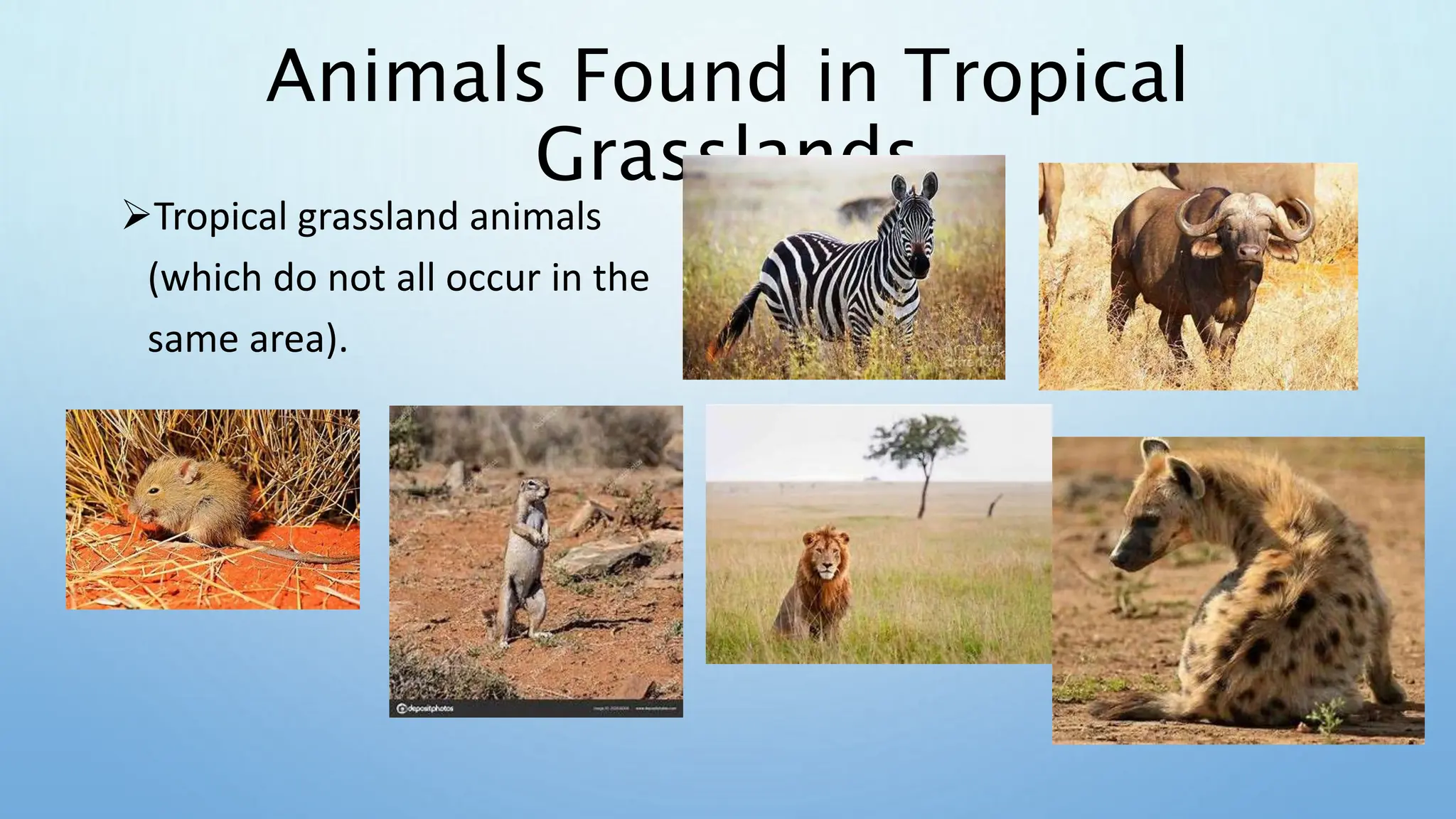 Tropical-Grasslands people and ecosystem | PPTX
