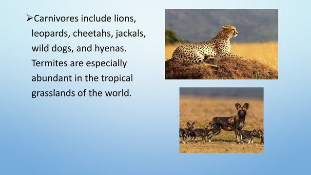 Tropical-Grasslands people and ecosystem | PPTX