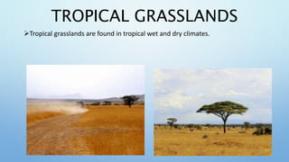 Tropical-Grasslands people and ecosystem | PPTX
