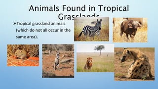 Tropical-Grasslands people and ecosystem | PPTX