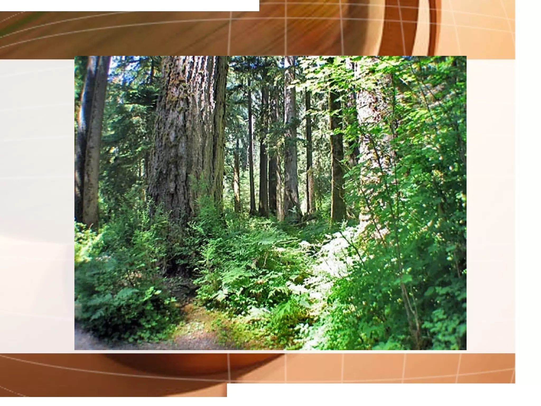 Tropical, Polar Or Temperate | PPT